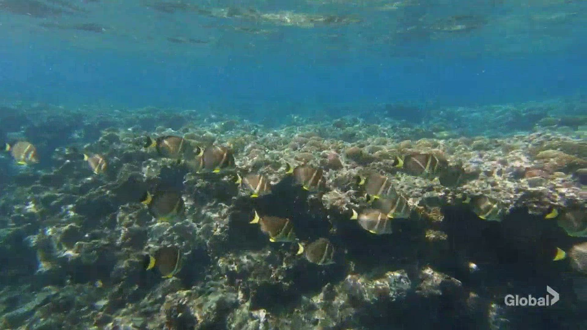 Free full episodes of Survivor on GlobalTV.com | Cast photos, gossip ...